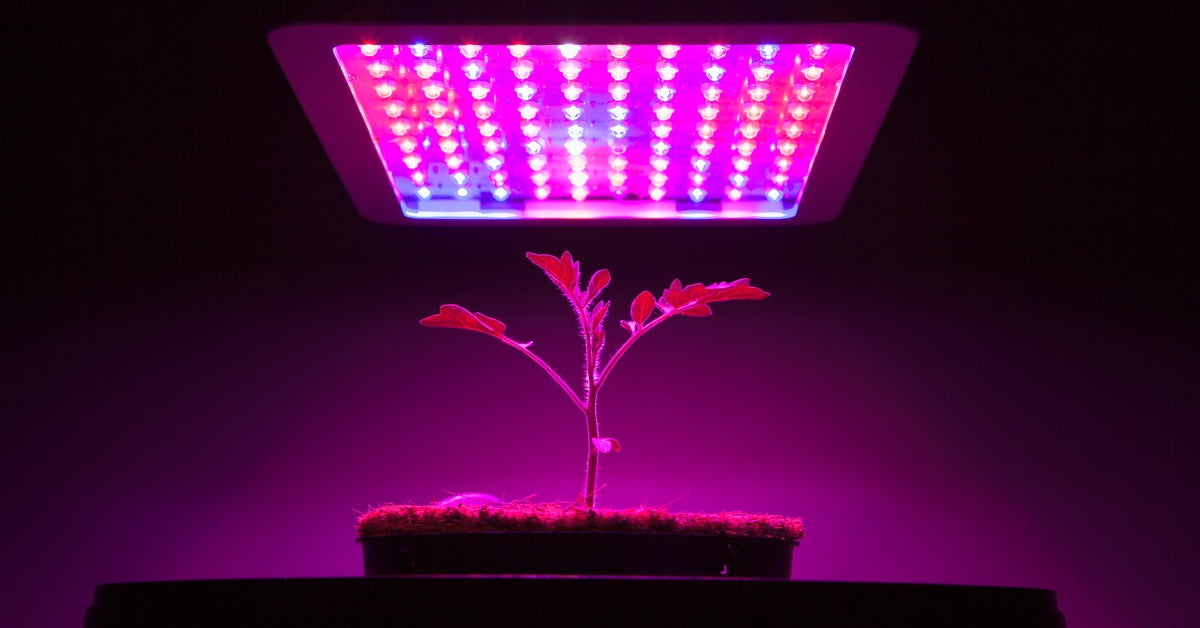 Grow Light Bars vs. Quantum Board Lights: Which To Choose