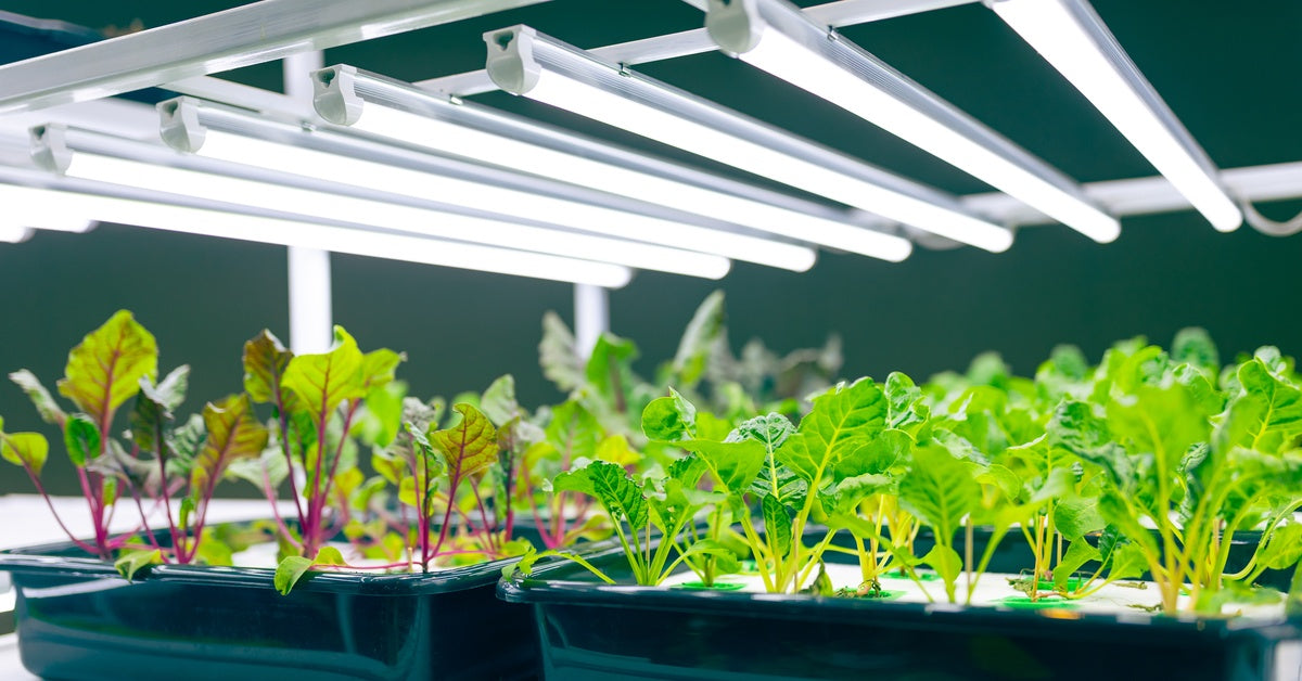 The Benefits of Under Canopy LED Grow Lighting