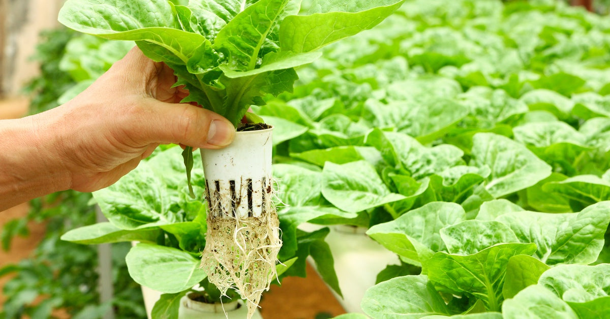 How To Adjust the pH in Your Hydroponics System